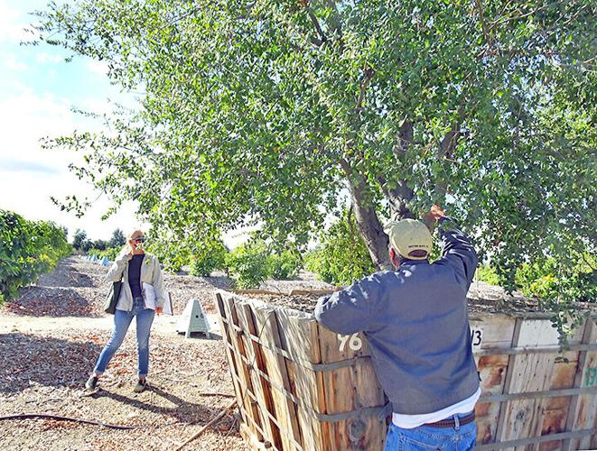 Oak trees from Redlands will be replanted at the Museum of Redlands and ...