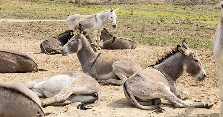 What to do about all the wild burros in our canyons | News ...