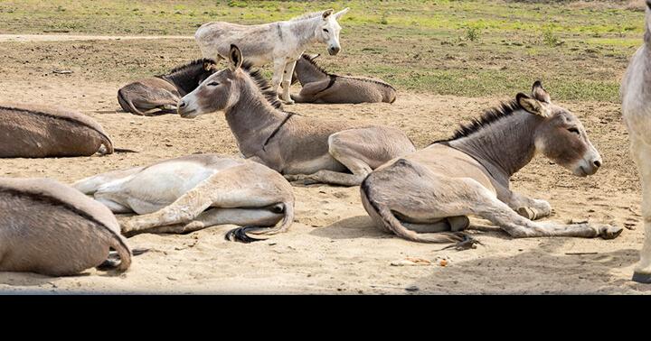What to do about all the wild burros in our canyons | News ...