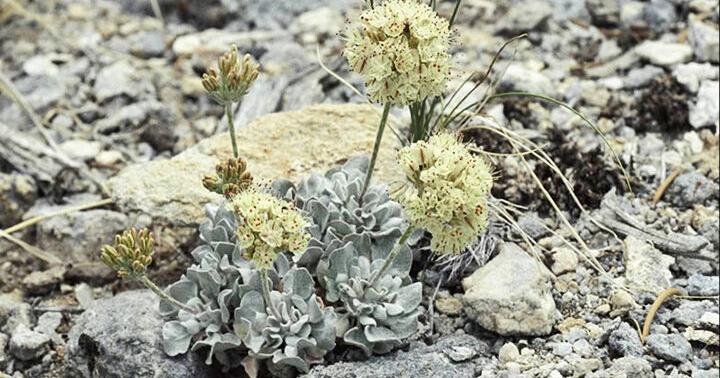 Four endangered plants in the forest find protection at last | News ...