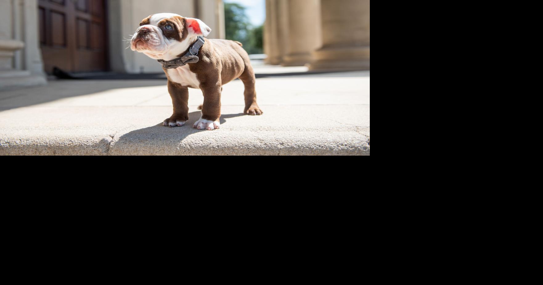 Welcome George, the U of R’s eighth official Bulldog mascot ...