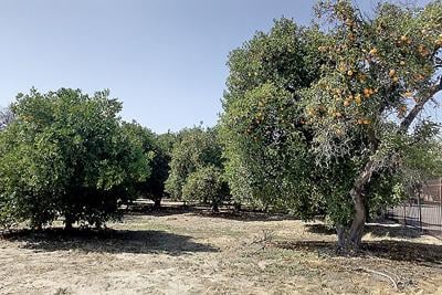 Outlook for Redlands’ groves is ‘frightening’ | News ...