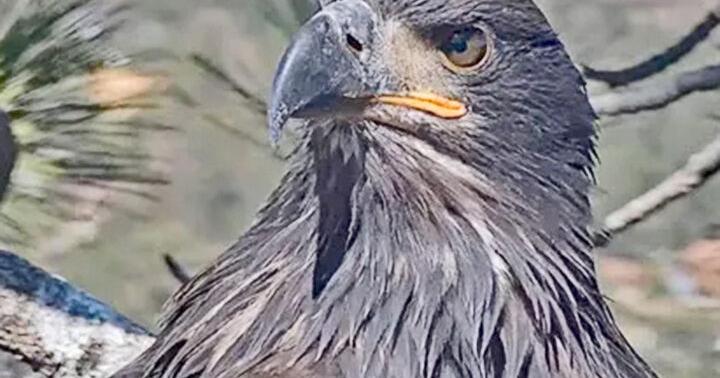 Bald eagle timeline | News | redlandscommunitynews.com