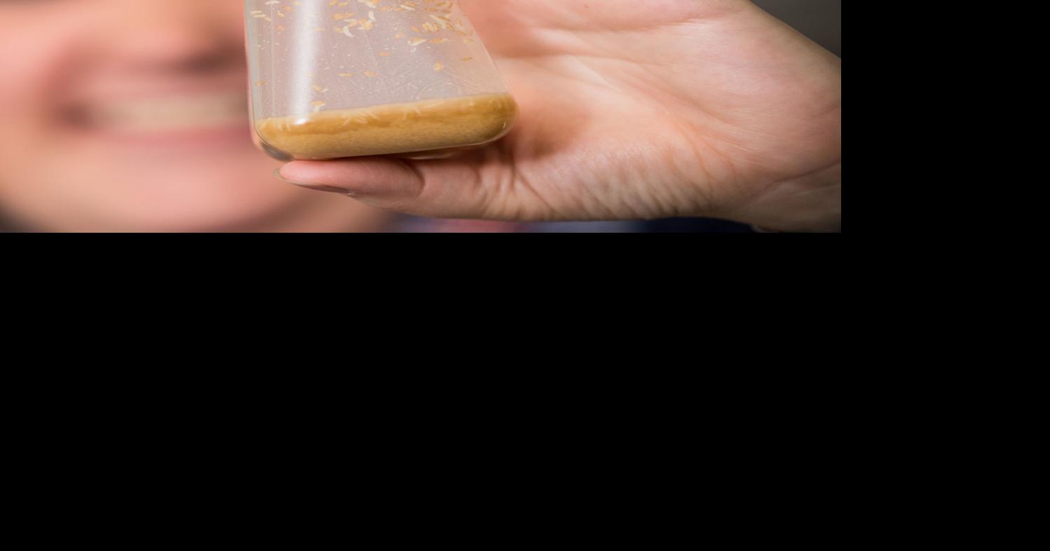 ECU Notes: Fruit fly research sheds light on stem cell function | Local ...