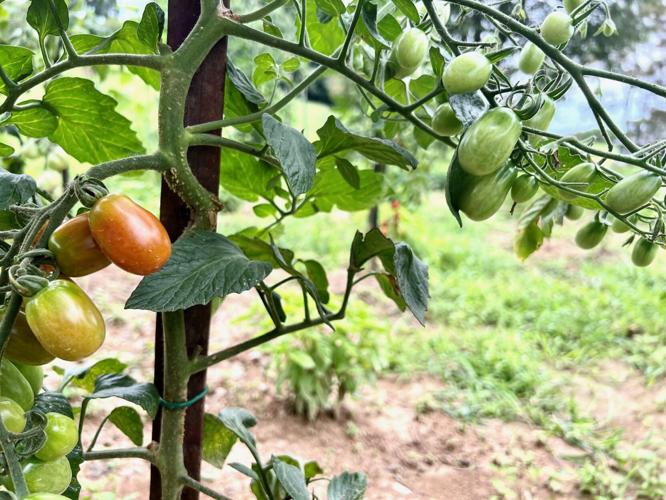 Mark Rutledge: We should all agree about ‘true love and homegrown tomatoes’ | Feature Columnist ...