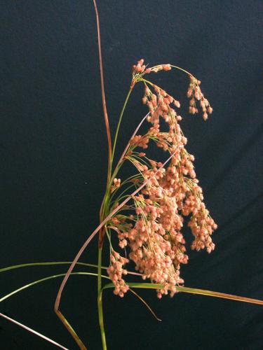 Mystery Plant: Sedges have edges and many thrive in warmer climes | Feature Story | reflector.com