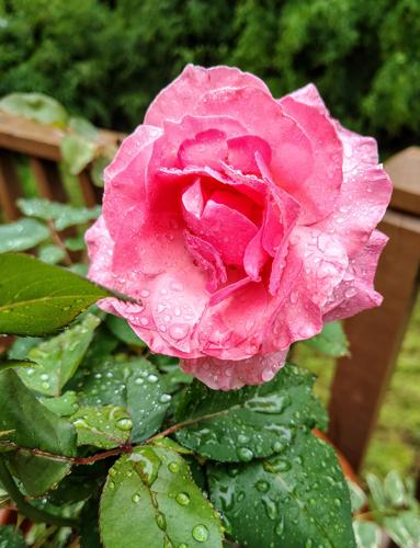 May 8 Community News | Local News | reflector.com