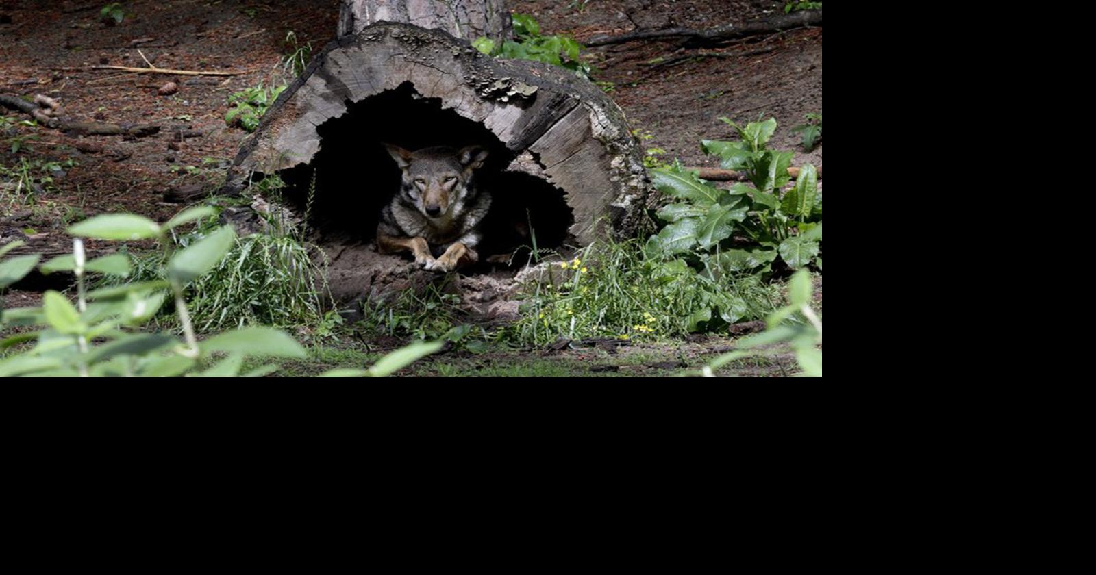 Final Red Wolf plan released | Sports | reflector.com