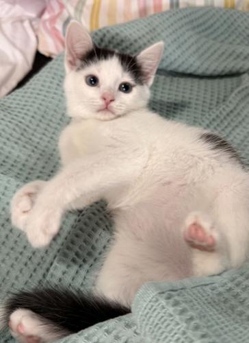 Animals for adoption | Feature Story | reflector.com