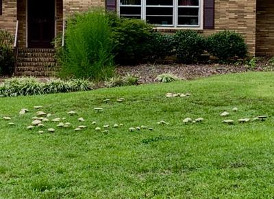 Aug. 24 Community News | Local News | reflector.com