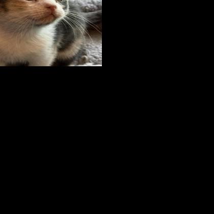 Pitt County Animal Services Hosts “Super Saturday CAT-urday” | Local ...