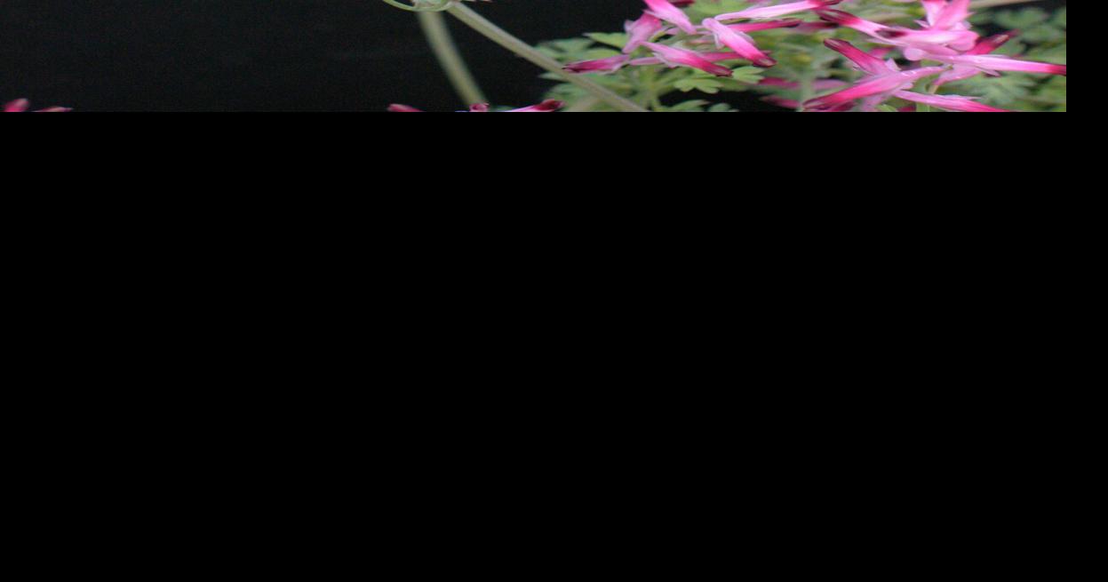 Mystery Plant: Short-lived weed is blooming indicator of spring ...