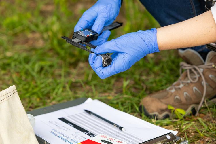 PCC Notes: Biology students assist with Carolina Chickadee study ...