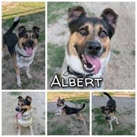 Animals for adoption | Feature Story | reflector.com