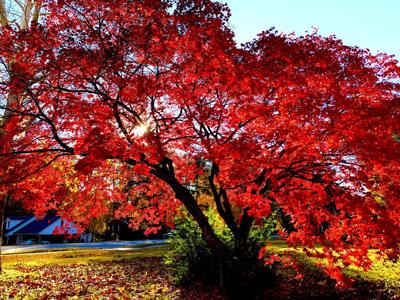 Nov. 30 Community News | Local News | reflector.com