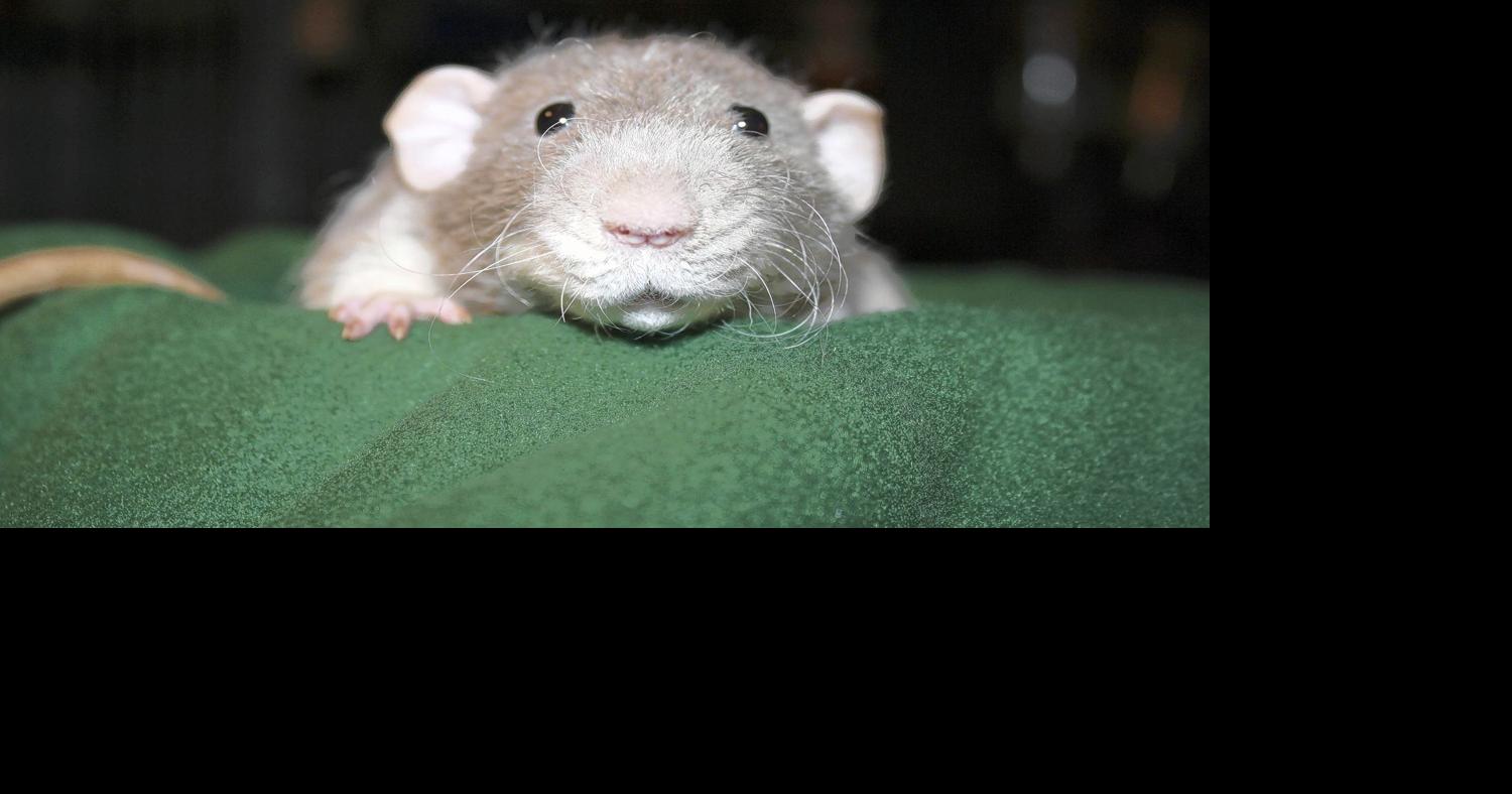 Maligned rat can make a great pet | News | reflector.com