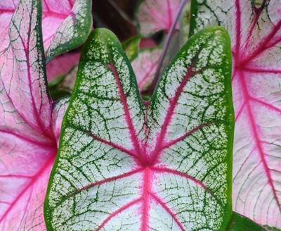 July 23 Community News | Feature Story | reflector.com