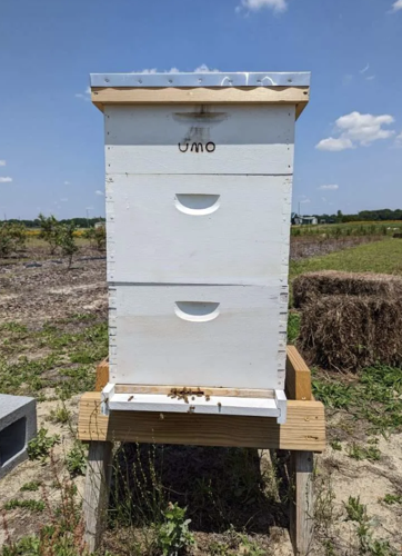 Buzzworthy facts about bees from the University of Mount Olive ...