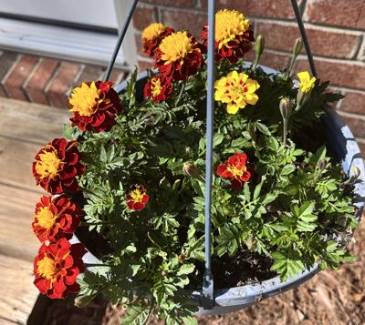 May 2 Community News | Local News | reflector.com