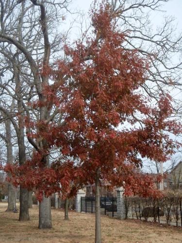Matthew Stevens: Nuttall oak a stately shade tree option | Feature ...