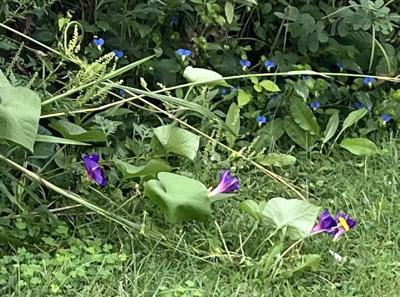 Oct. 15 Community News | Local News | reflector.com