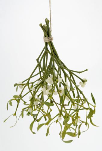 Mistletoe is the stuff of myth, legend | Feature Columnist | reflector.com