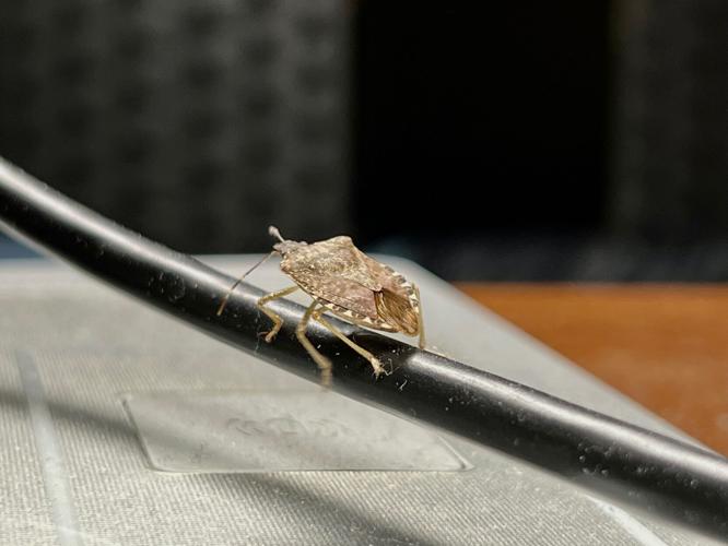 Mark Rutledge: Just when you think you have one stink bug for a friend ...