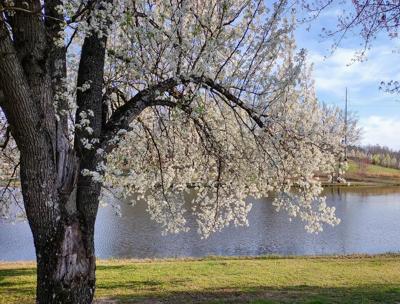 March 22 Community News | Feature Story | reflector.com