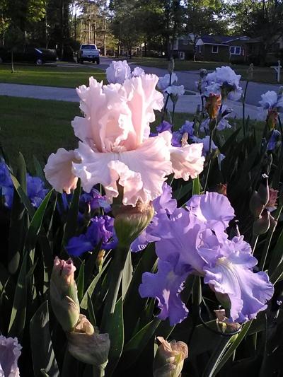 May 31 Community News | Local News | reflector.com