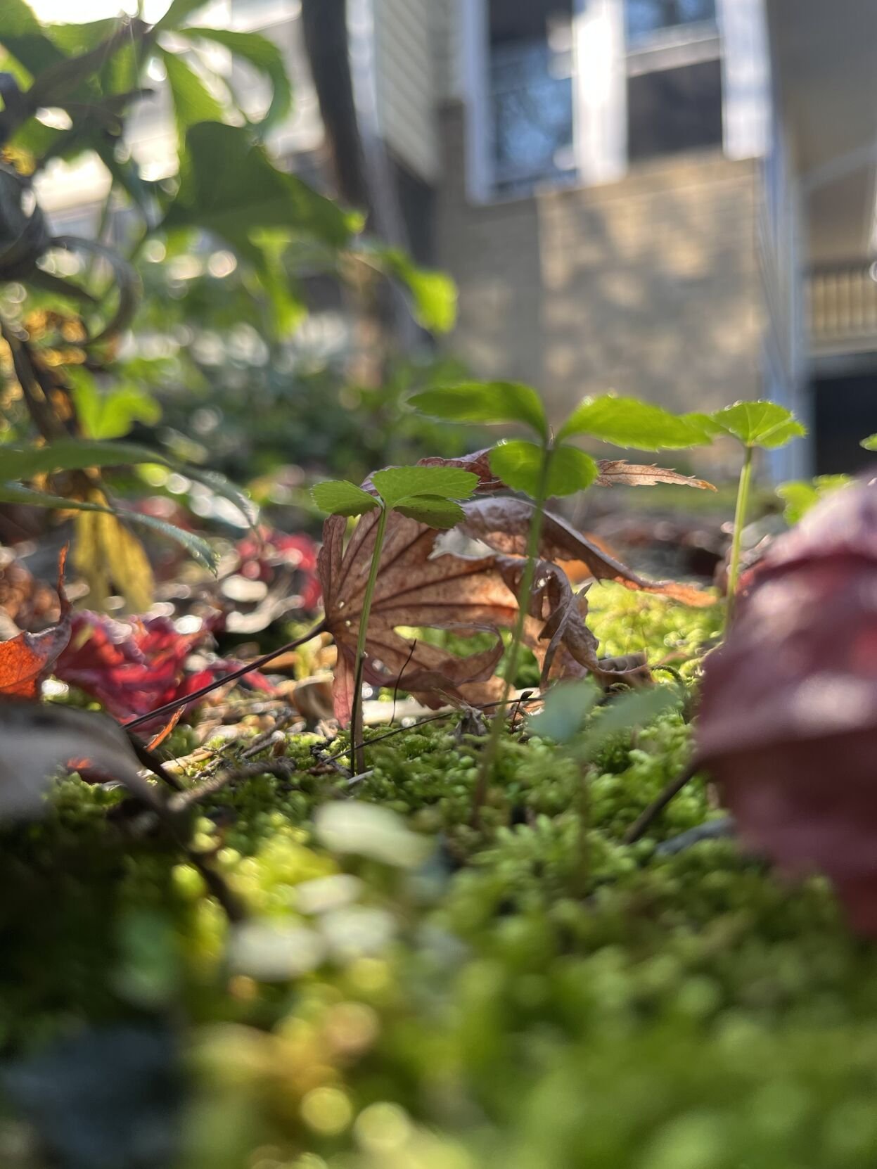 Jan. 13 Community News | Feature Story | reflector.com