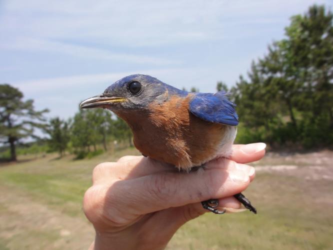 Biology students monitor birds’ nesting habits, characteristics | News ...