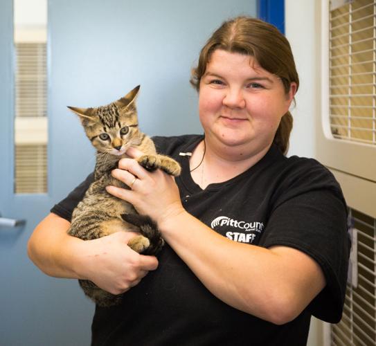 Pitt County Animal Services hosts Caturday Adoption Party | Local News ...