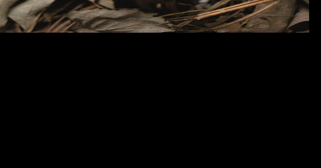 Cool. clammy wildflower has reputation as medicinal plant | Feature ...