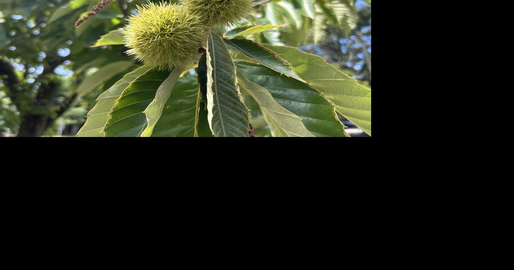 Mystery Plant: Member of Fagaceae family is relative of American ...