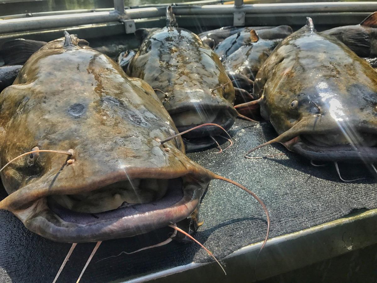 Year on the Tar: Monsters in the river | Local Sports | reflector.com