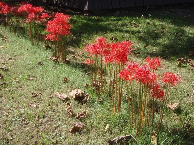 Matthew Stevens: The Lycoris genus offers gardeners a beautiful ...