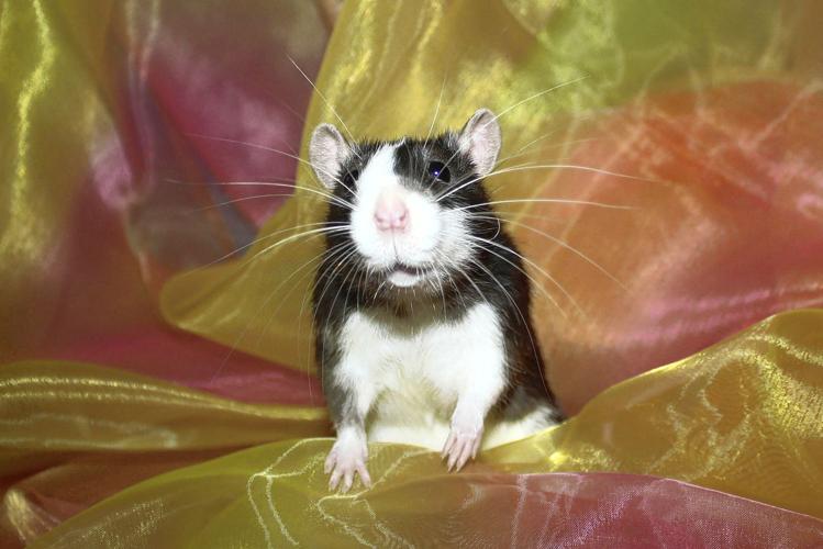 Maligned rat can make a great pet | News | reflector.com