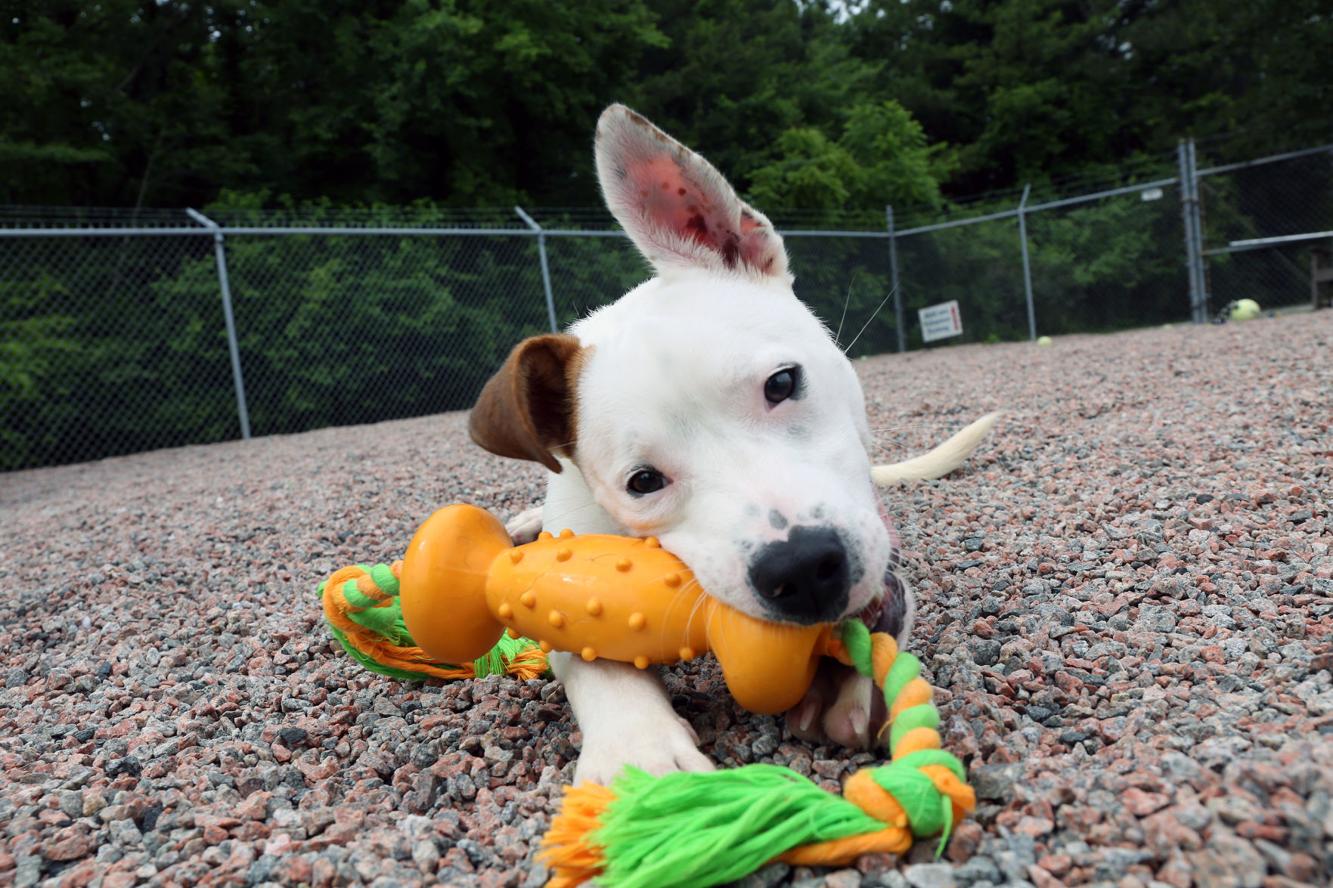 Pet news | Feature Story | reflector.com