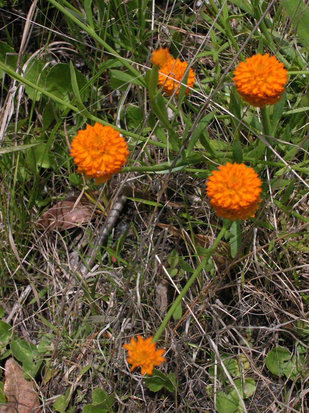 Native herb features brilliant orange flowers | Feature Columnist ...
