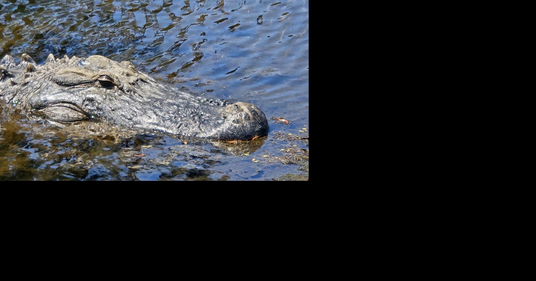 Alligator encounters increase now through early summer | Feature Story ...