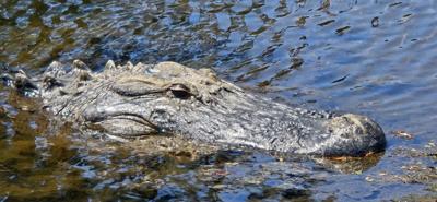 Alligator encounters increase now through early summer | Feature Story ...