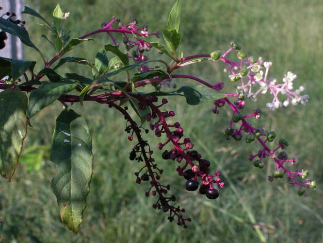 Mystery Plant: Common weed an interesting American native | Feature ...