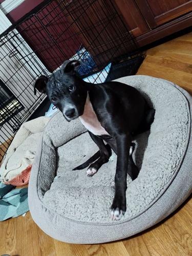 Animals for adoption | Feature Story | reflector.com