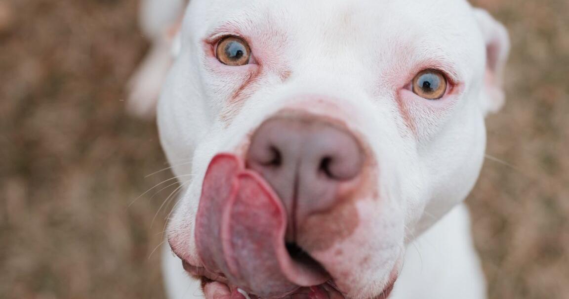 Pet news | Feature Story | reflector.com