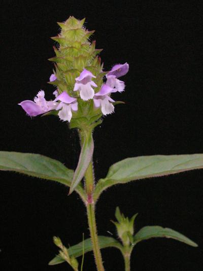 Mystery Plant: Attractive, perennial species is member of mint family ...