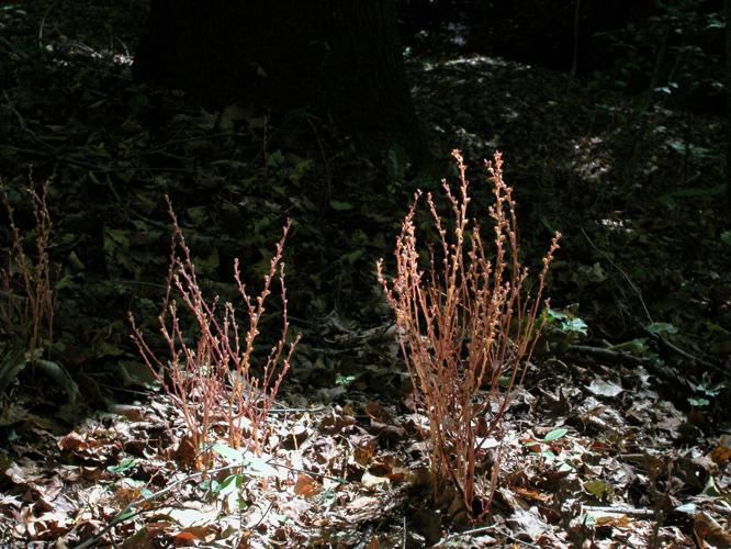 Parasite plant attaches itself to beech trees | Feature Columnist ...