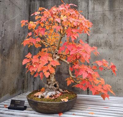 Nov. 25 Community News | Local News | reflector.com