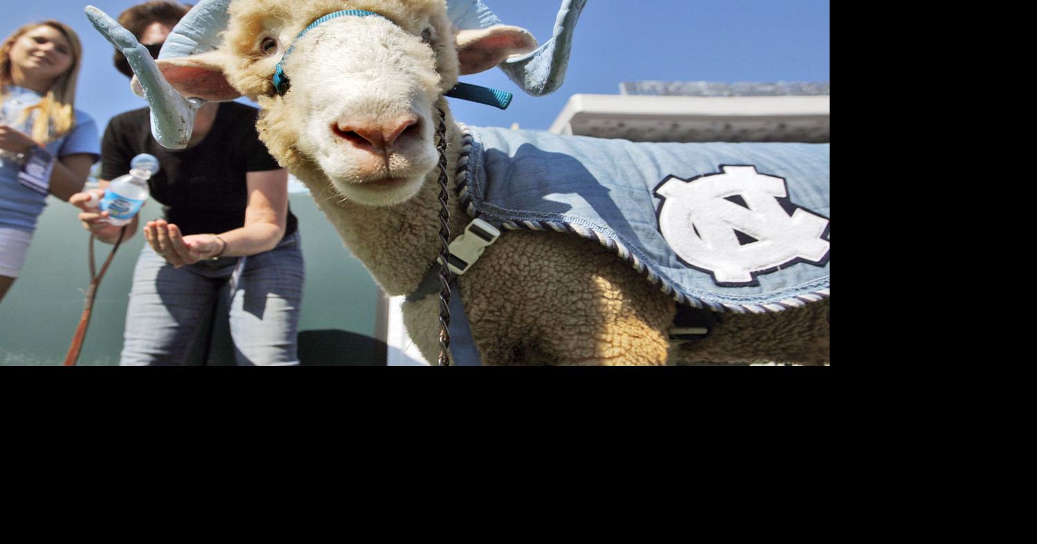 Greenville woman wrangles UNC ram | Local News | reflector.com