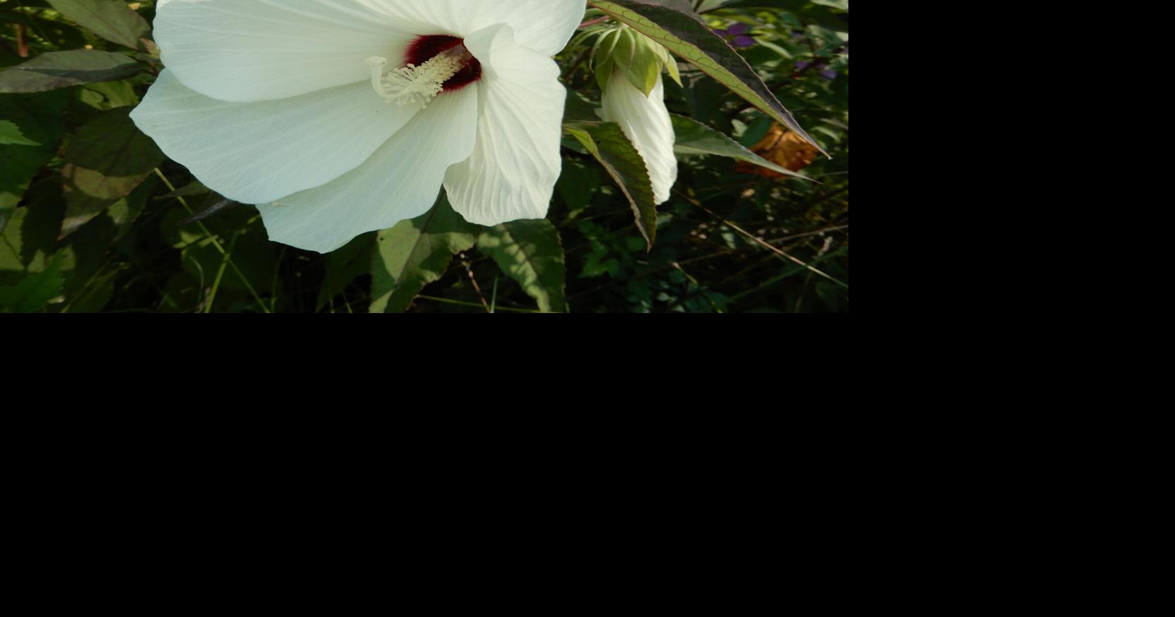 Mystery Plant: Wildflower has a big bloom that draws attention ...
