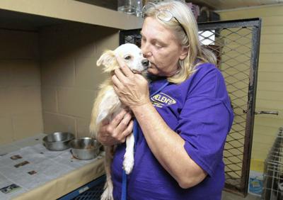 Humans not only ones affected by storm | Local News | reflector.com